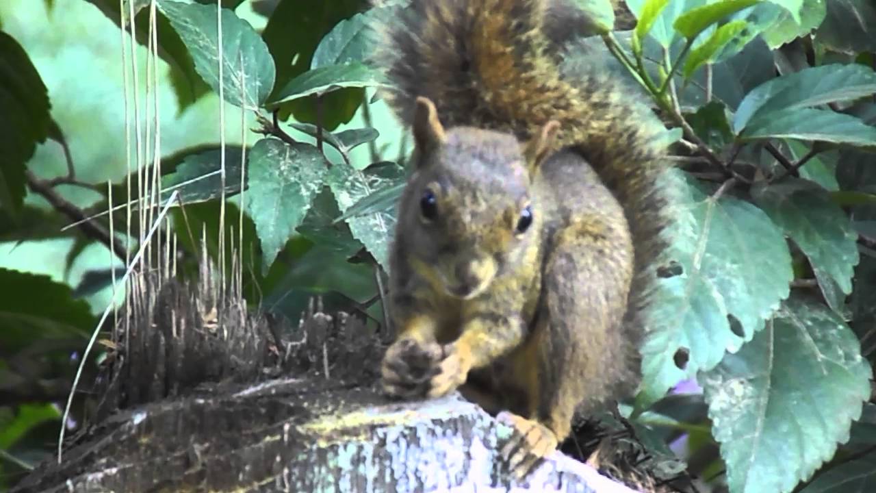 Esquilo comendo coquinho antes de me ver na chacará