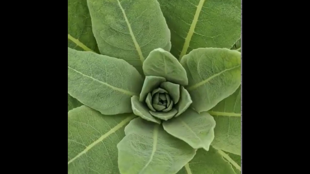 Mullein Close-Up Plant Identification