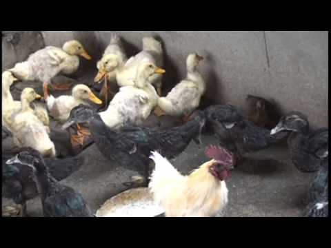 VN-FARMER, RURAL-NO ONE TAKE RESPONSIBLE