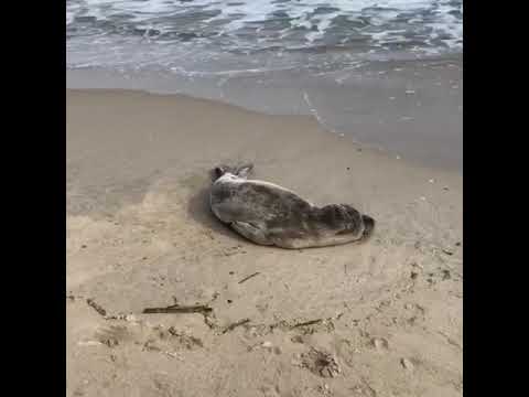 Video of Point Mugu Military, CA from Jennifer D.