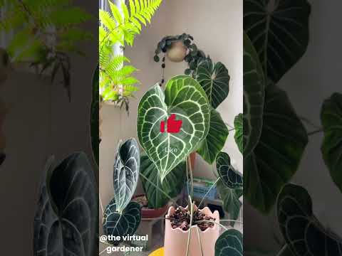 best plants for your bathroom