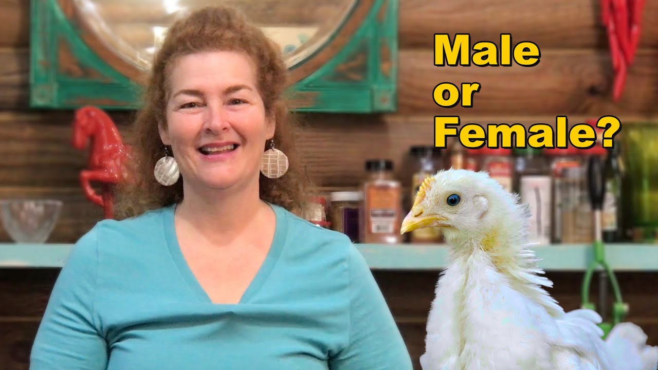 How To Tell If A Chick Is Male Or Female