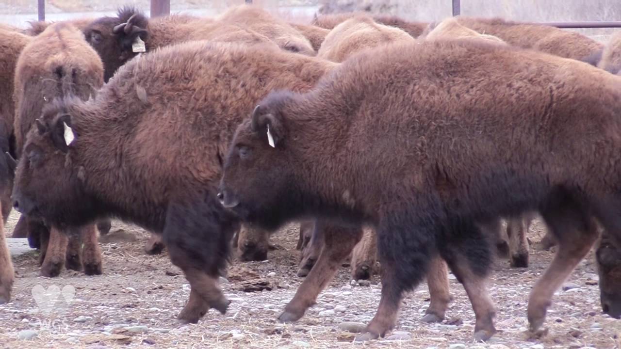 WCS & Blackfeet Nation Partner To Bring Bison Home | WCS