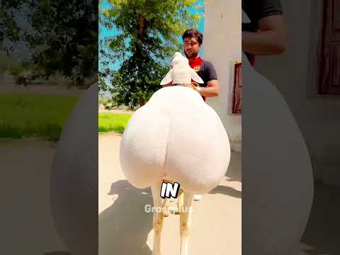 Dumba #shorts #science