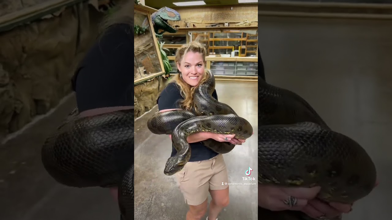 Would you hold an #anaconda ? #reptile #snakes #zookeeper #zoo