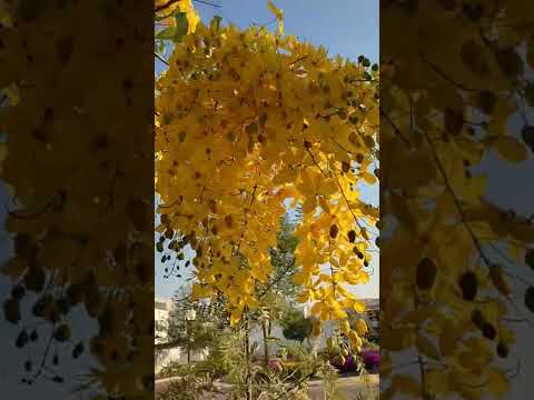 YA CONOCÍAS ESTE ÁRBOL? LLUVIA DE ORO #shorts #flores #oro