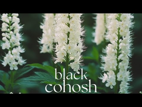 Health Benefits of Black Cohosh