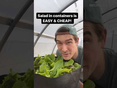 Growing salad in containers is SO SIMPLE! 🥗 🥬 🪹