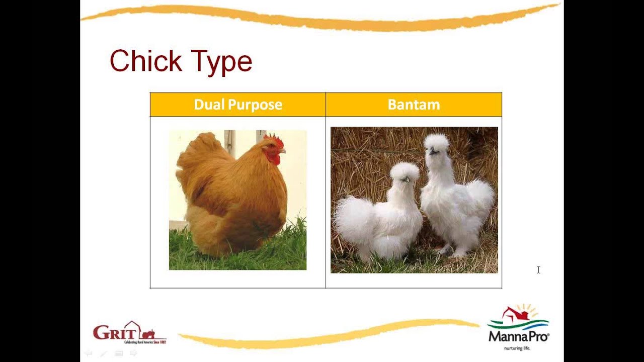 Raising Chickens Webinar: Getting Started