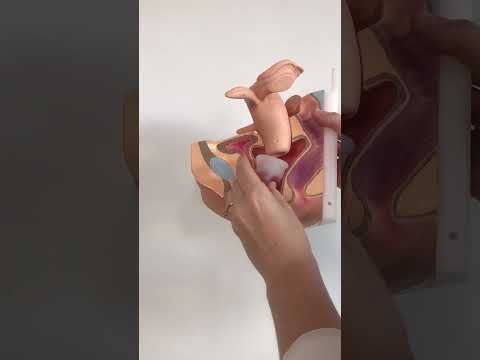 How to Use a Period Cup