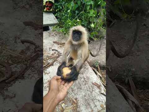 Hanuman