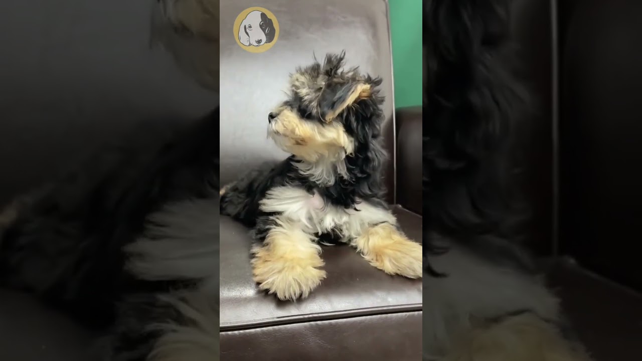 Learn about the Morkie's trainability