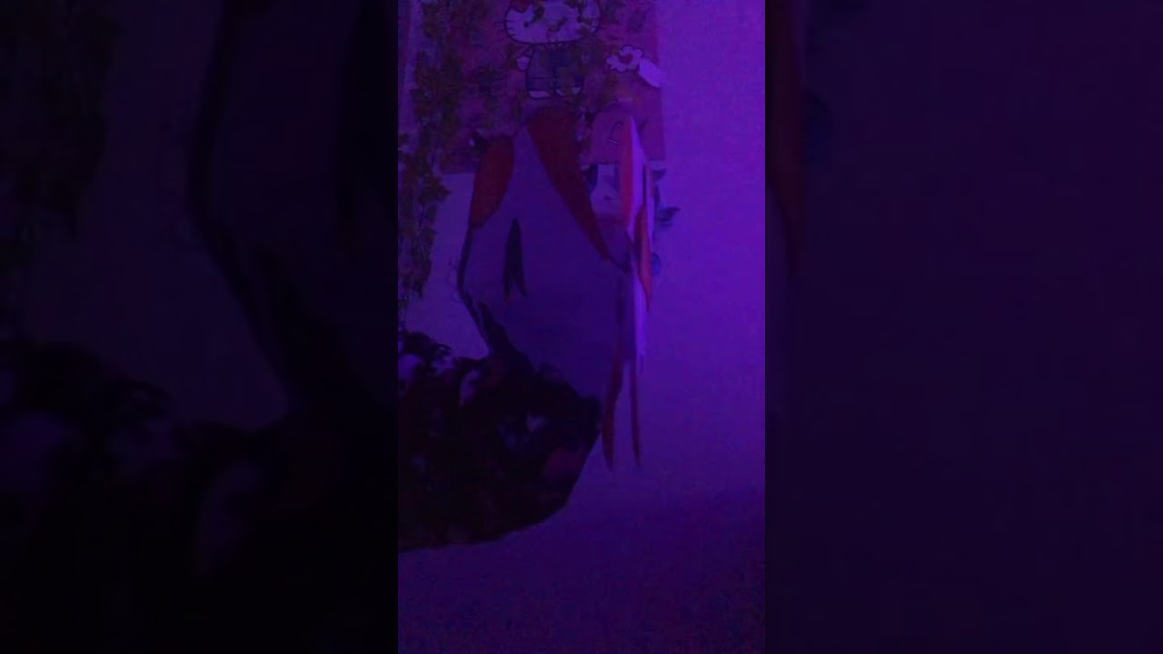 *insert amazing caption* | #dragon #puppet #new #random