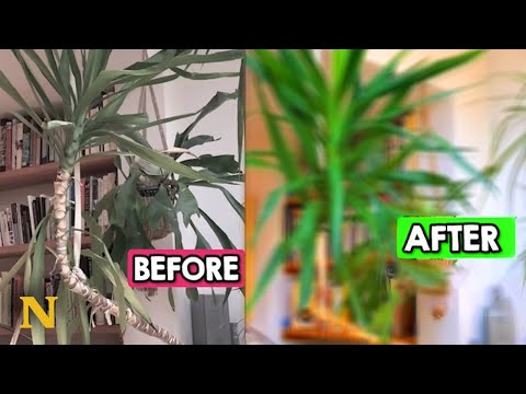 Bringing Plants Back To Life