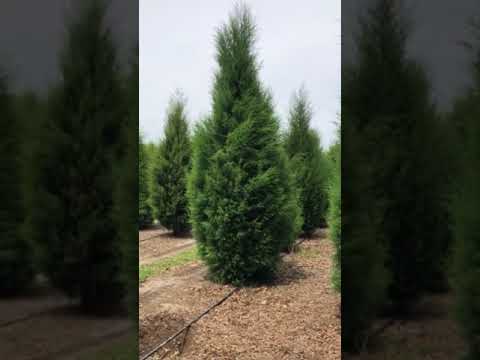 Florida Red Cedars-12-14'/The Tree Planters/Planted and Guaranteed/50 years experience