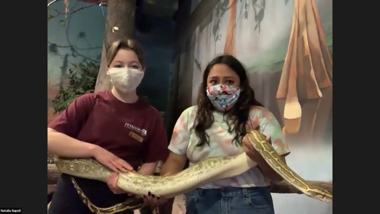 Animal Ambassadors - Petaluma Wildlife Museum