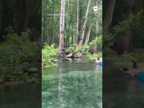 Inner-tubers have close encounter with alligator on Florida river | ABC News