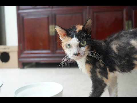 What is Ringworm Infection?