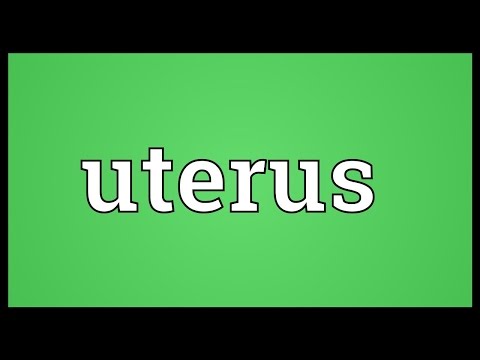 Uterus Meaning