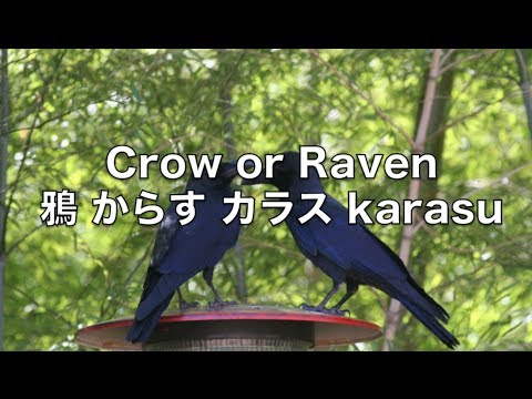 Crow or Raven 鴉 からす カラス karasu pronunciation Pronounce word Japan Japanese