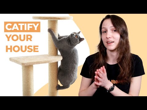 How to Catify Your Home: 5 Expert-Approved Tips