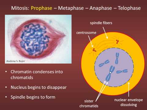 110: #42_Cell_Division_2_Mitosis