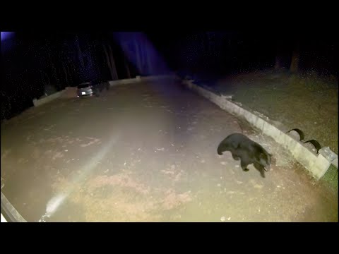 Night-time Wildlife Report [Eugene, Oregon, May 2025]