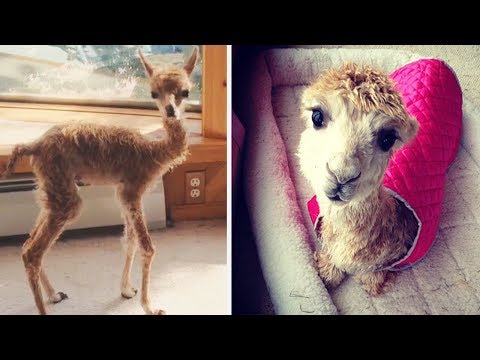 Cody: Cute Rescue Alpaca Who Was Born Too Small | Bored Panda Anaimls
