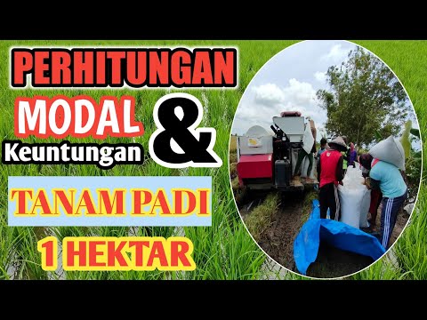 PERHITUNGAN MODAL & LABA TANAMAN PADI 1 HEKTAR. Part 2