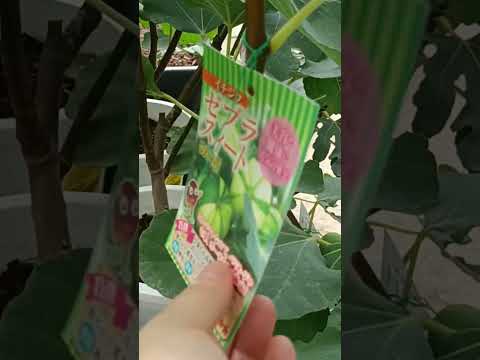 Ficus Carica P18 or also known as common fig 💗