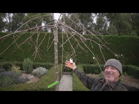 How To Prune Weeping Cherry Trees