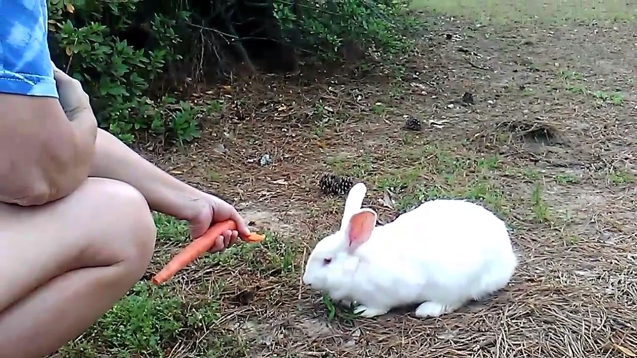 Mother Rabbit eats some carrot