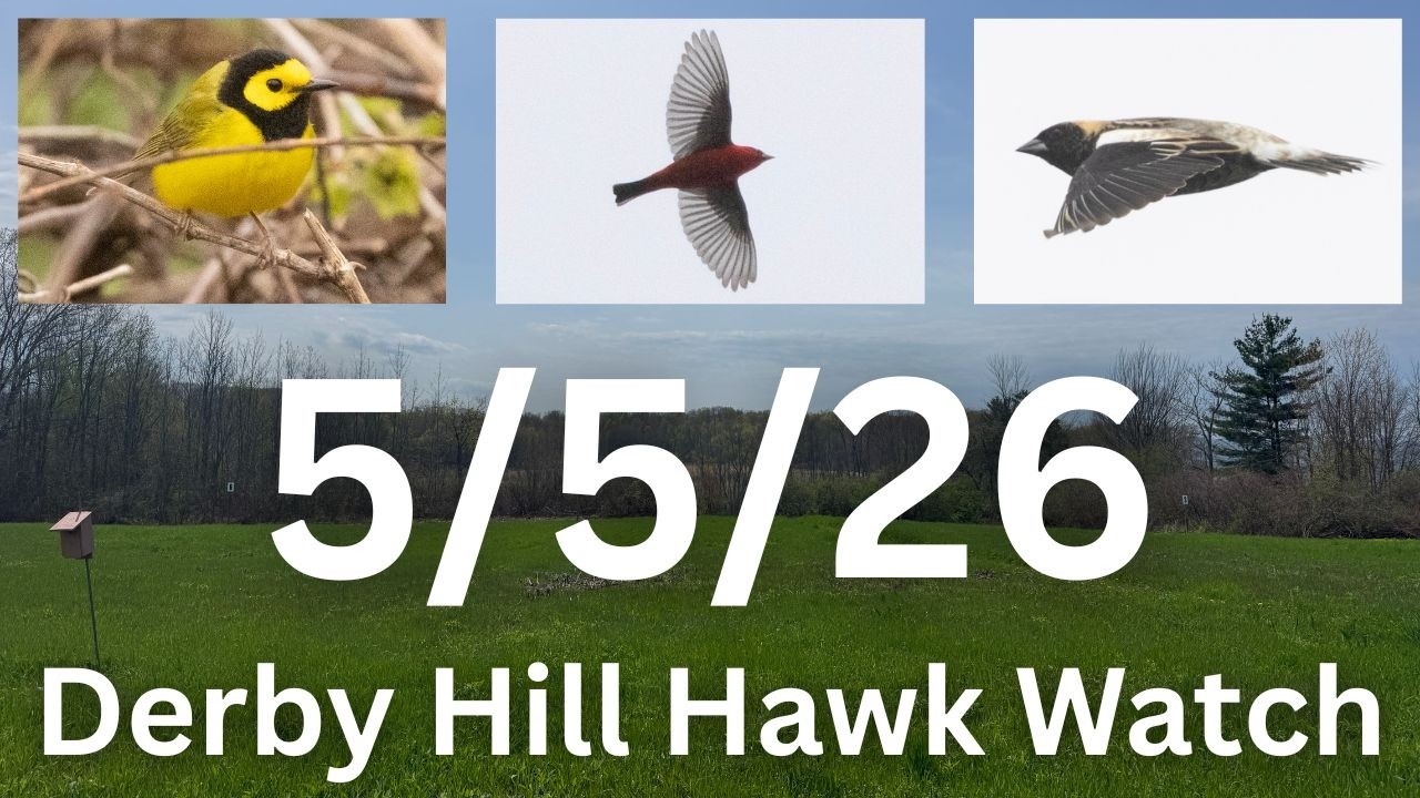 [66] Huge Songbird Migration, Hooded Warbler at the Derby Hill Hawk Watch, 5/5/26