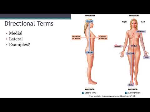 02 Introduction to Human Anatomy Anatomical Position and Directional Terms Video