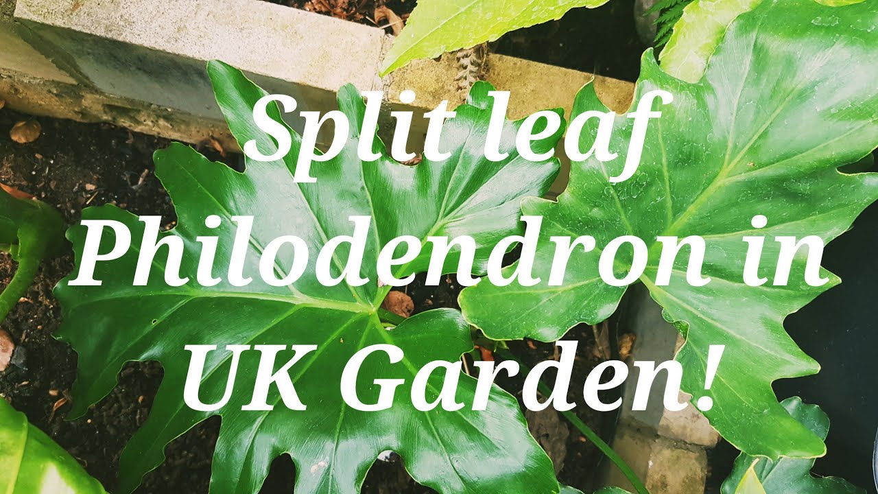 Growing Philodendron bipinnatifidum in UK garden| Philodendron Selloum , split leaf Philodendron