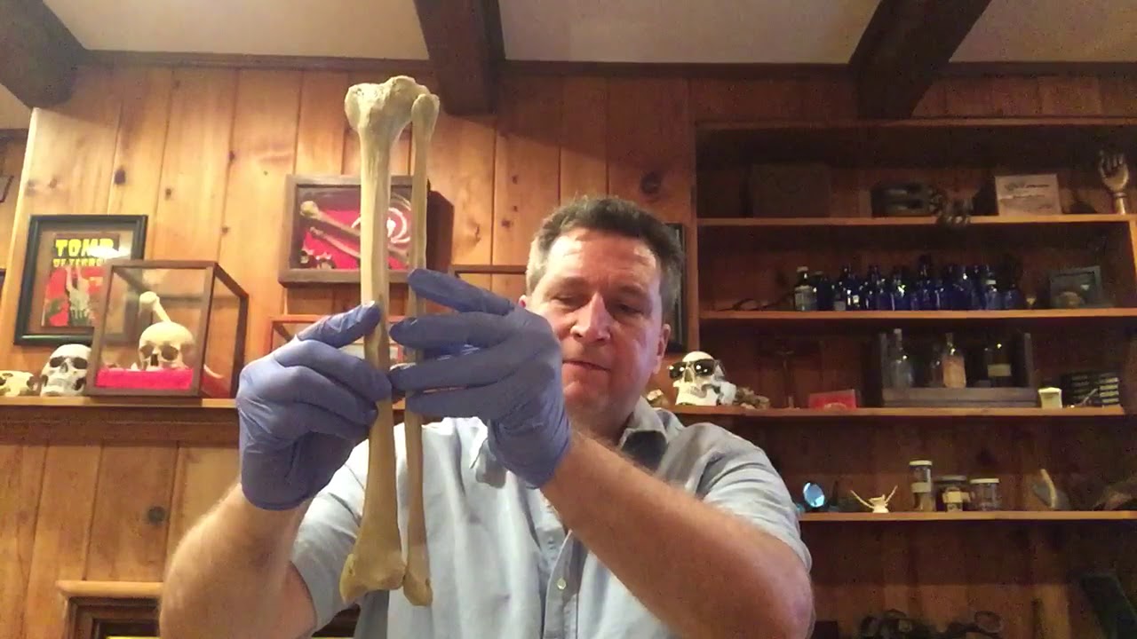 Bone Anatomy with real human bones.