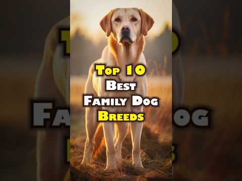 Top 10 Best Family Dog Breeds _ Shorts #trending #viral