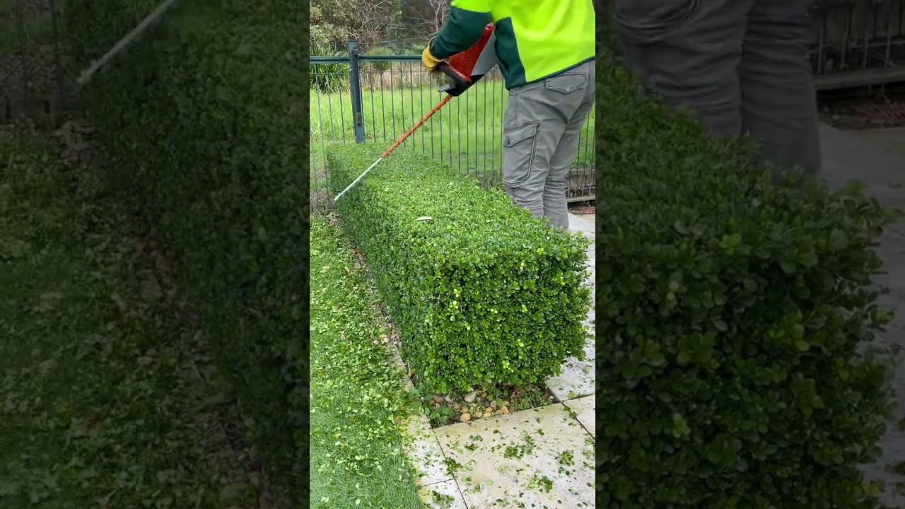 How to trim a buxus hedge. Satisfying. #hedging #gardener #shorts