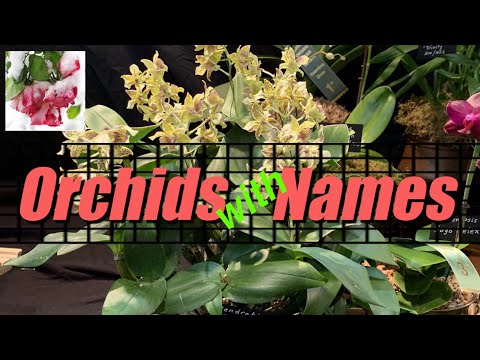 Orchids Names in Orchids Show - A Greate Way To Learn Orchids