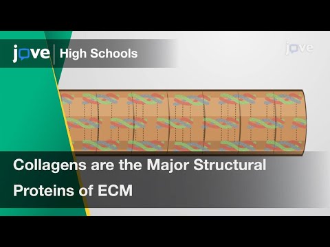 Collagens are the Major Structural Proteins of ECM | Cell Bio | Video Textbooks - Preview