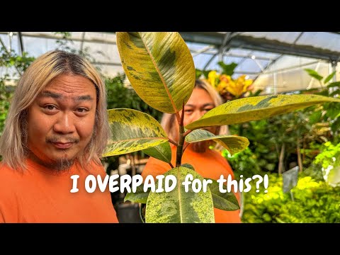 7 Houseplants That Used to be “RARE”
