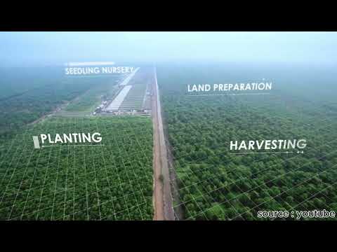Pembangunan Hutan Tanaman Industri By Jordy Mahardhika