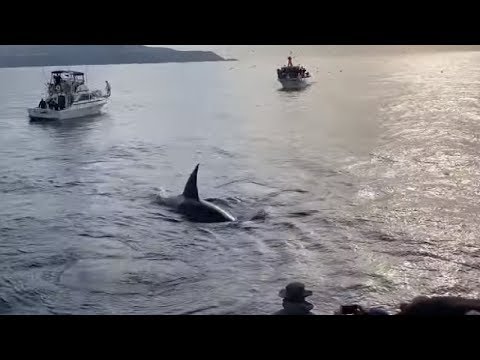 Killer Whales Swimming In Santa Barbara Channel