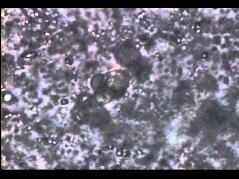 The Organelles of the Cytoplasm