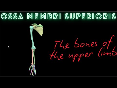 04a Bones of the upper limb