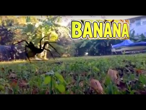 We have Banana Spiders...in South Carolina!