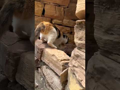 Mother Cat Adopts a Cute Puppy Dog Cat Golden Sun Original