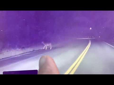 TESLA Dash Cam captures A DEER IN THE HEADLIGHTS
