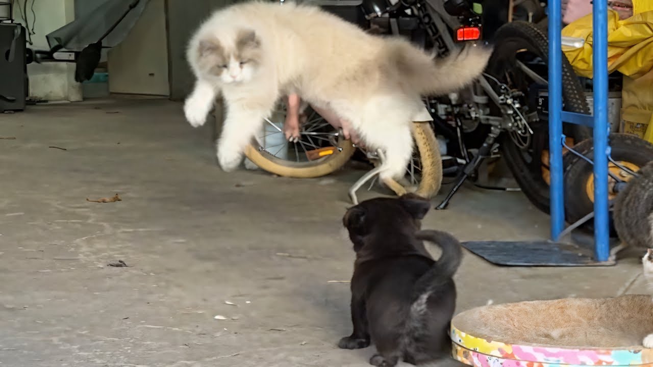 CATS vs DOGS: Totally Bonkers and Wildly Unpredictable