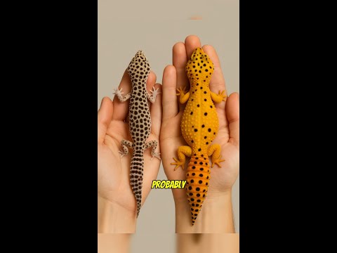 If you want a free guide, comment "leopard gecko" on IG, and I’ll DM you the link for free!